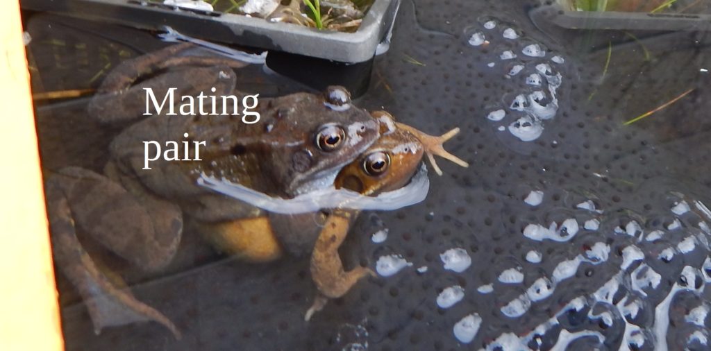Mating Frogs – Sunday 10th March, 2024 - Forest Gate Community Garden
