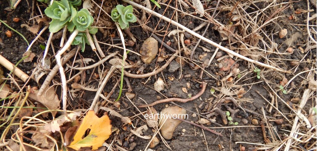 Earthworm - Forest Gate Community Garden
